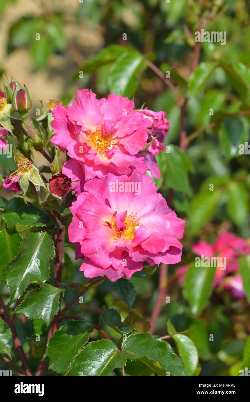 Rose Wild Rover Stock Photo - Alamy