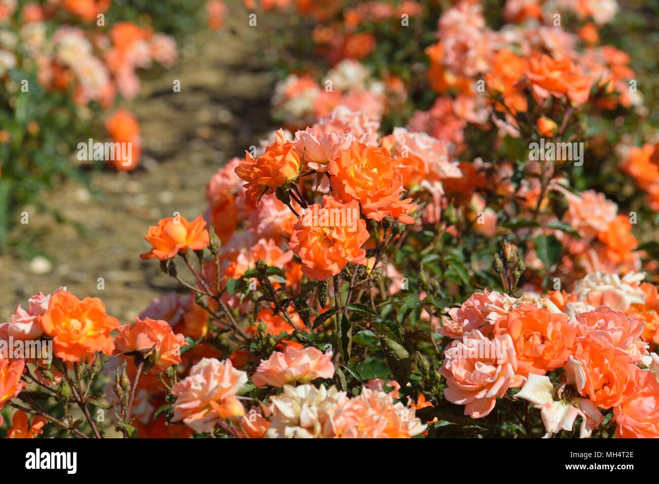 Rose wildfire hi-res stock photography and images - Alamy