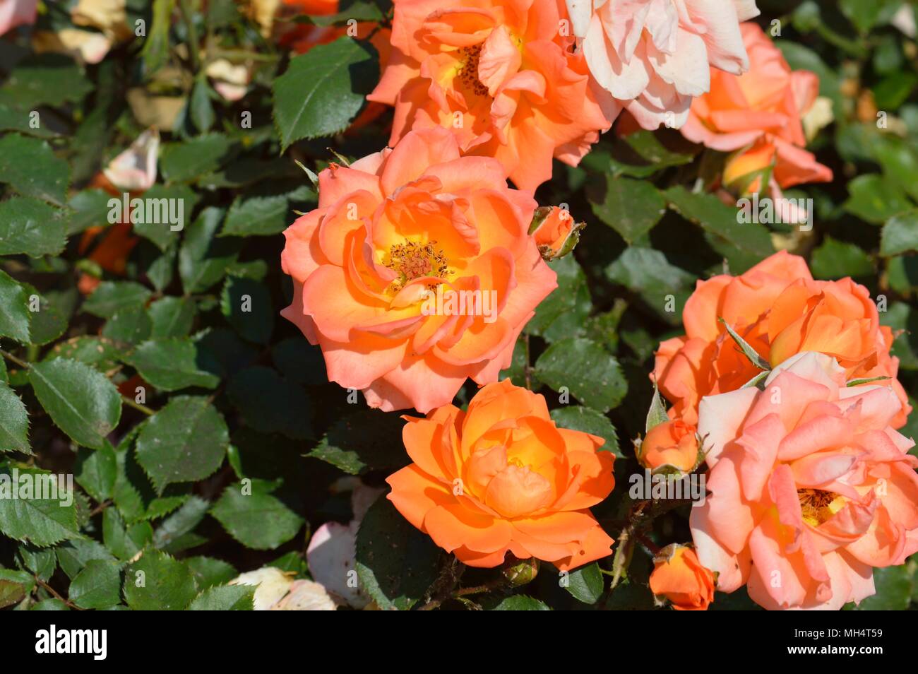 Rose wildfire hi-res stock photography and images - Alamy