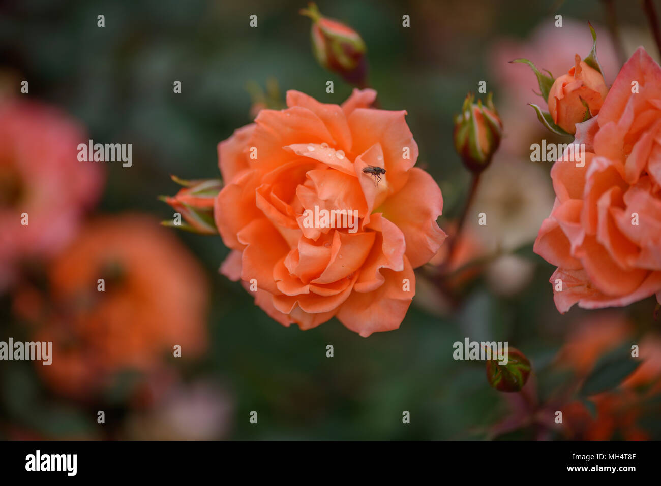 Rose wildfire hi-res stock photography and images - Alamy