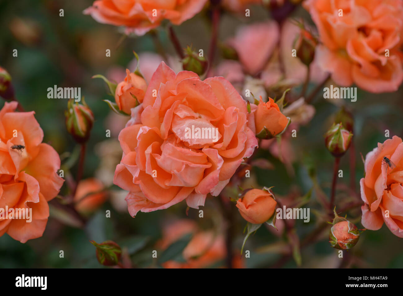 Rose wildfire hi-res stock photography and images - Alamy