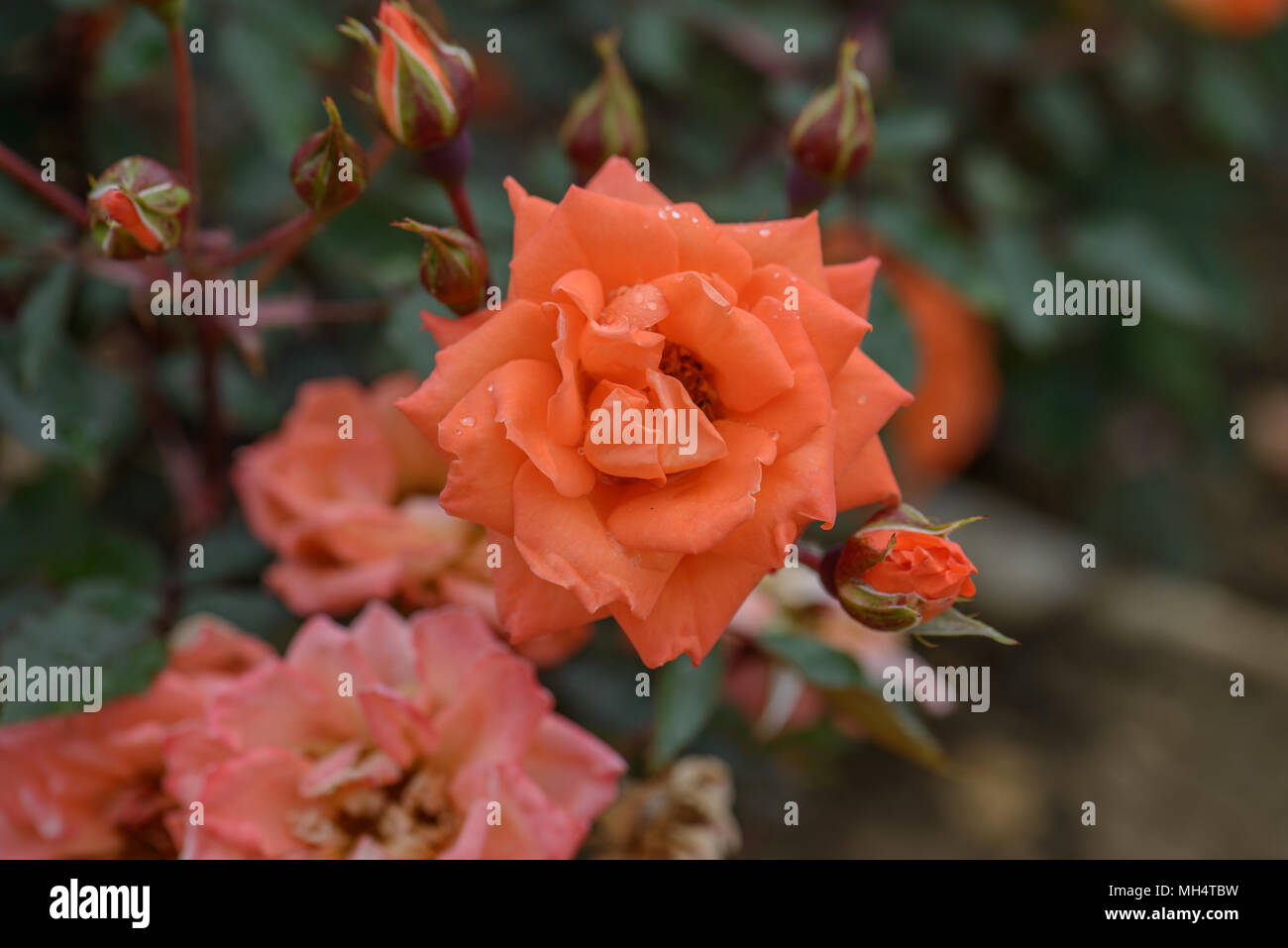 Rose wildfire hi-res stock photography and images - Alamy