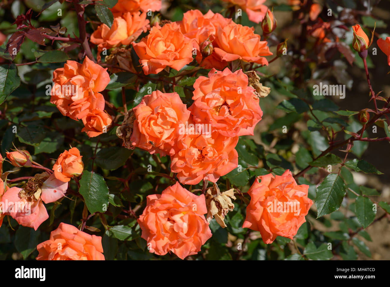 Rose wildfire hi-res stock photography and images - Alamy
