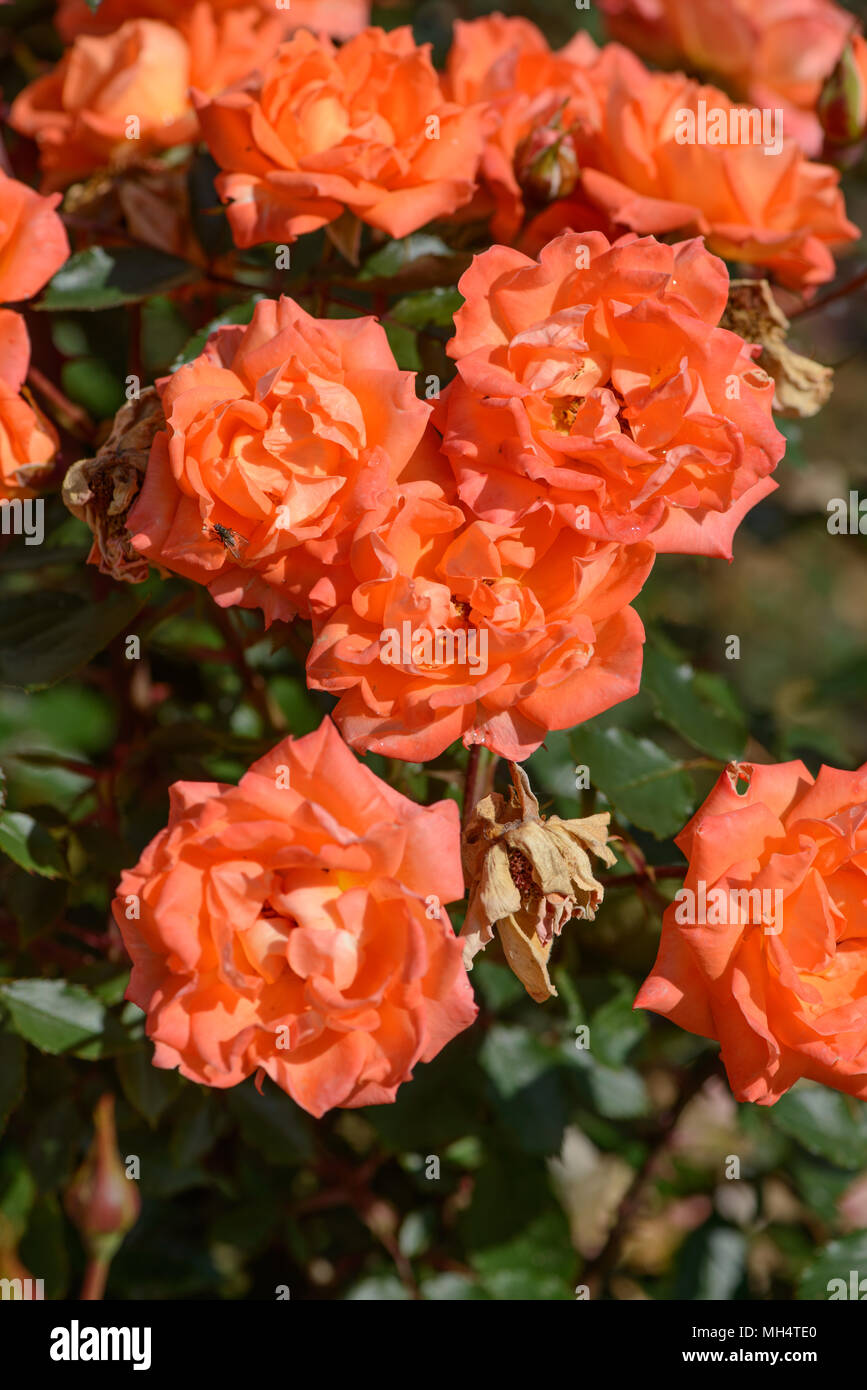 Rose wildfire hi-res stock photography and images - Alamy