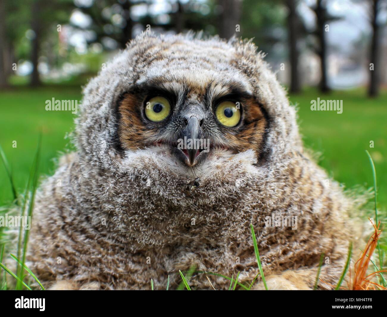 Juvenile Great Horned Owl Stock Photo - Alamy