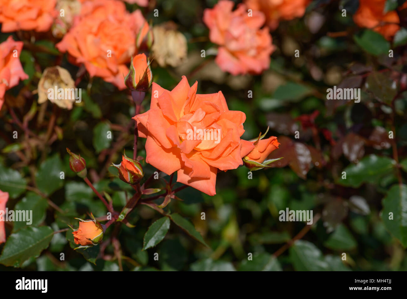 Rose wildfire hi-res stock photography and images - Alamy
