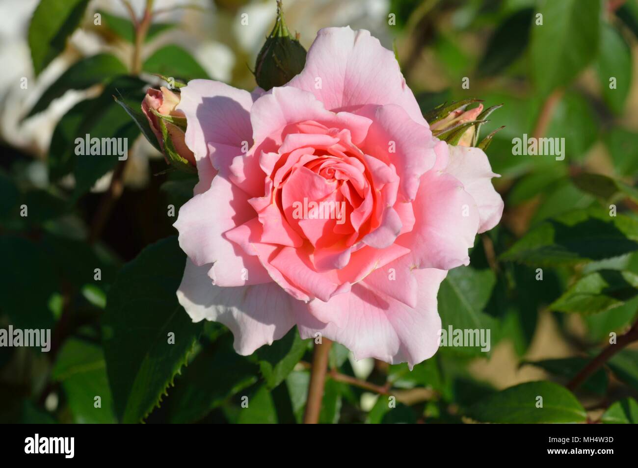 Rose Your Beautiful / You're Beautiful Stock Photo - Alamy