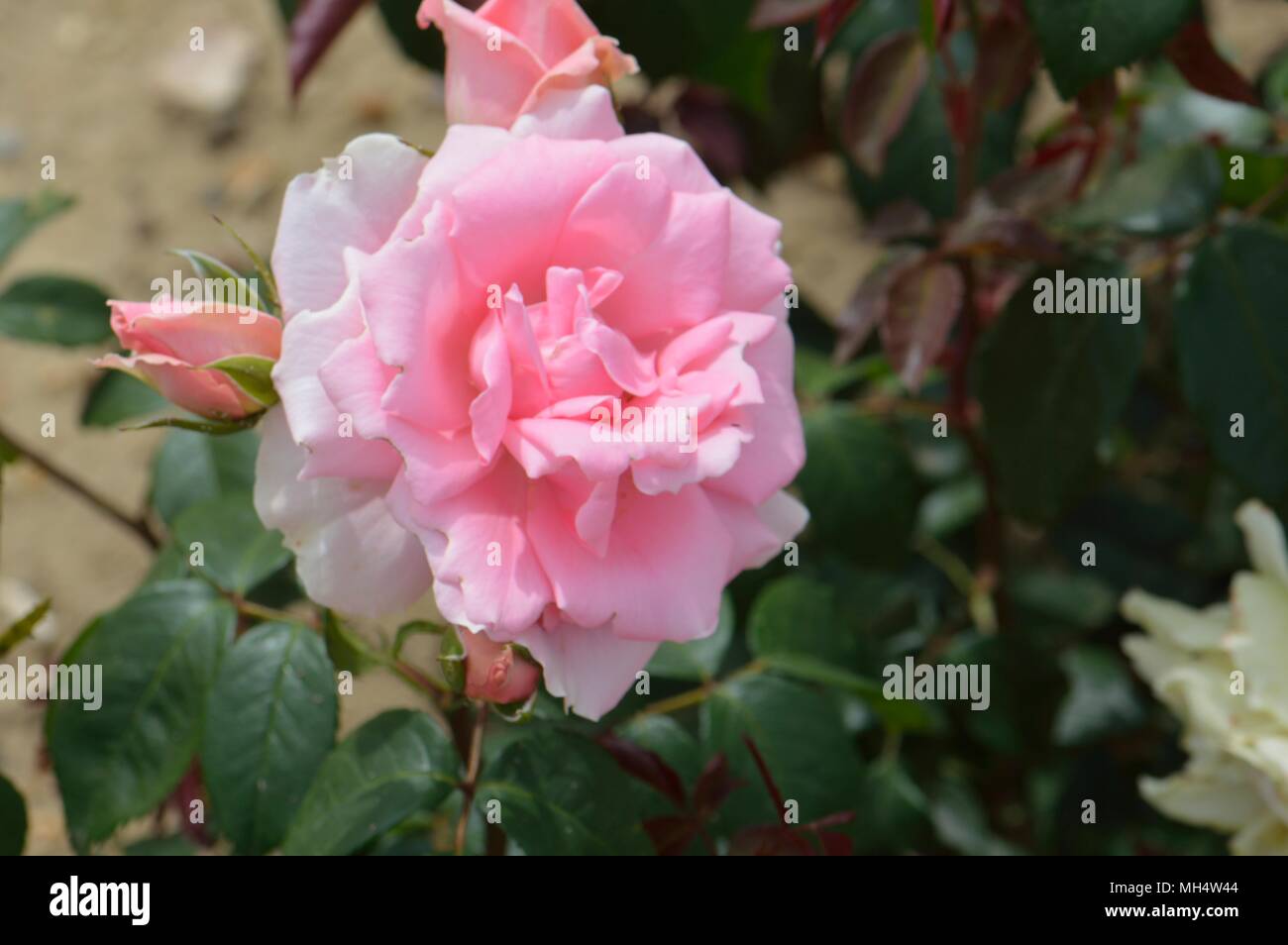 Rose Your Beautiful / You're Beautiful Stock Photo - Alamy