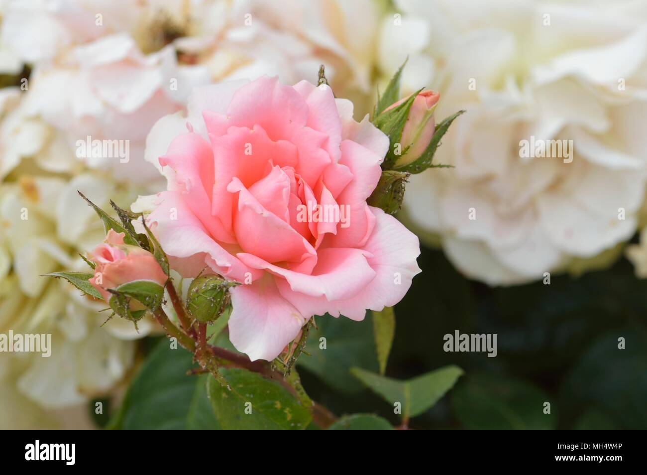 Rose Your Beautiful / You're Beautiful Stock Photo - Alamy