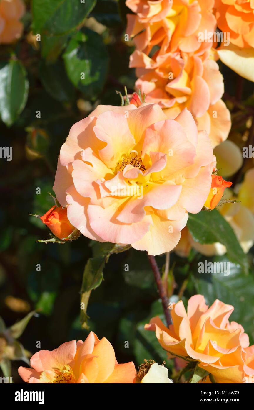 Rose youre beautiful hi-res stock photography and images - Alamy