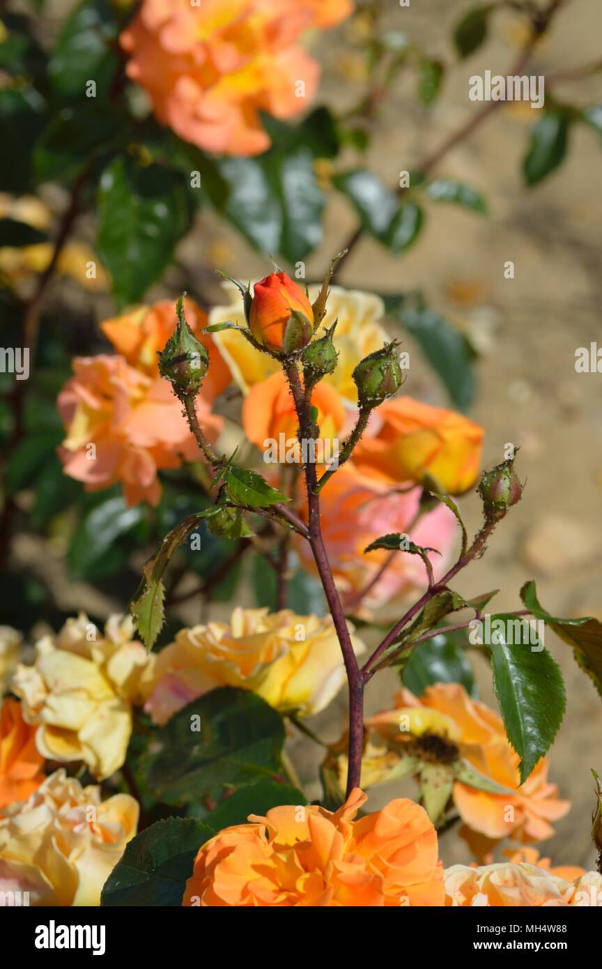Rose youre beautiful hi-res stock photography and images - Alamy