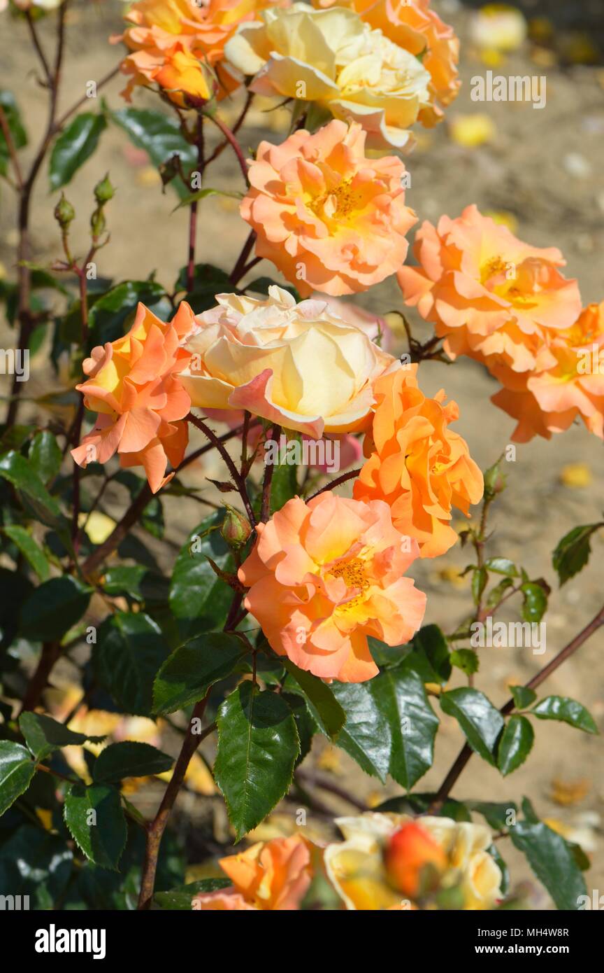 Rose Your Beautiful / You're Beautiful Stock Photo - Alamy