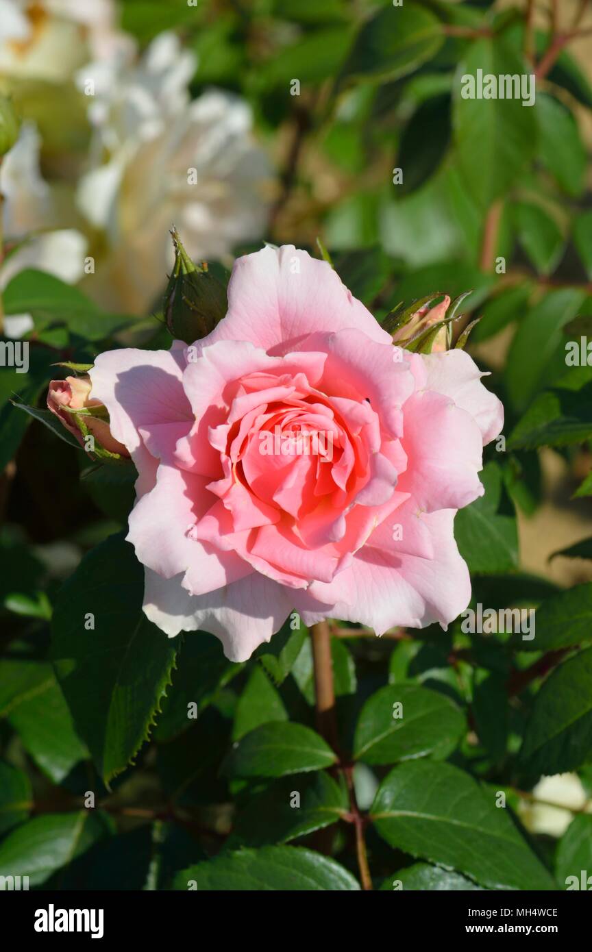 Rose youre beautiful hi-res stock photography and images - Alamy