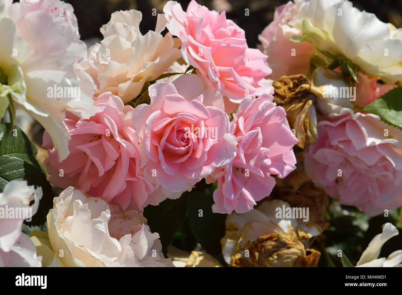 Rose Your Beautiful / You're Beautiful Stock Photo - Alamy