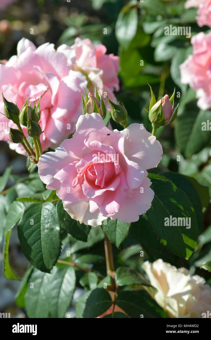 Rose youre beautiful hi-res stock photography and images - Alamy