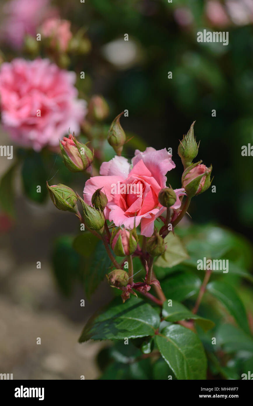 Rose youre beautiful hi-res stock photography and images - Alamy