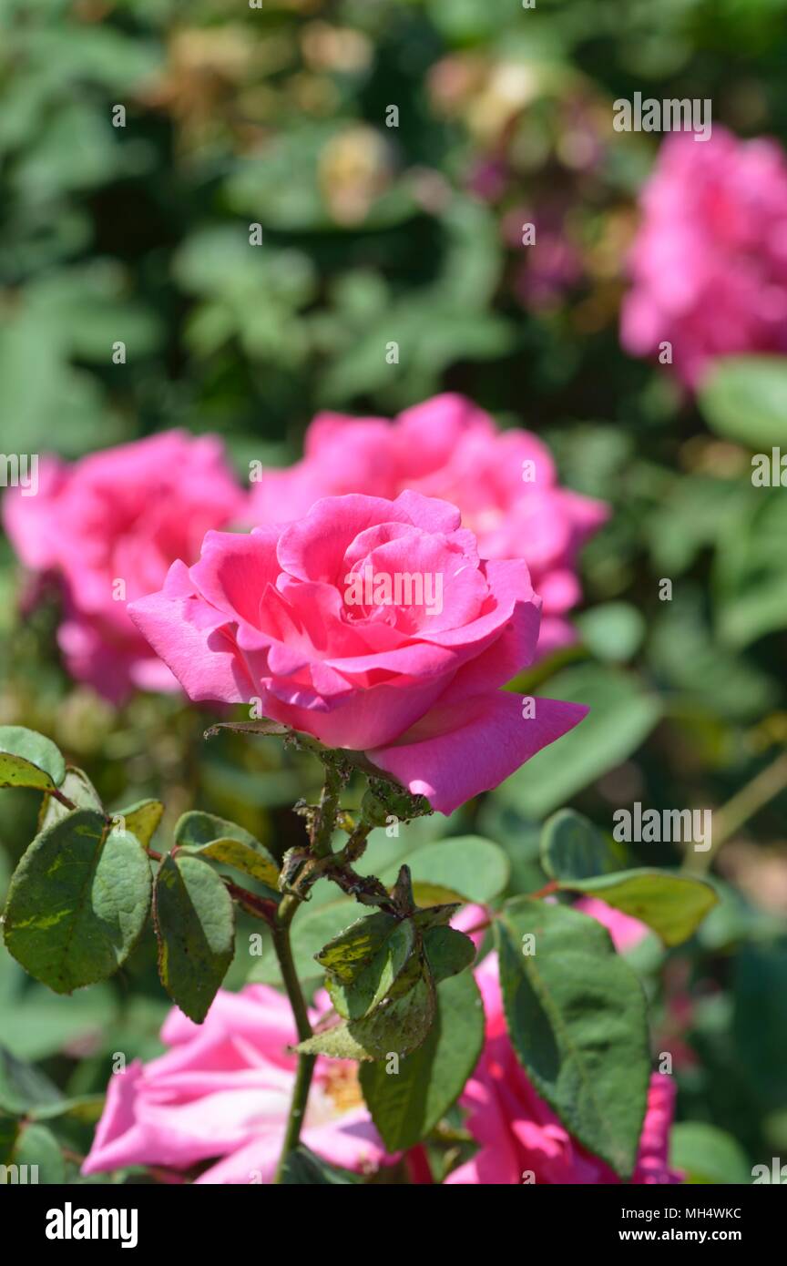 Summer rose zephirine hi-res stock photography and images - Alamy