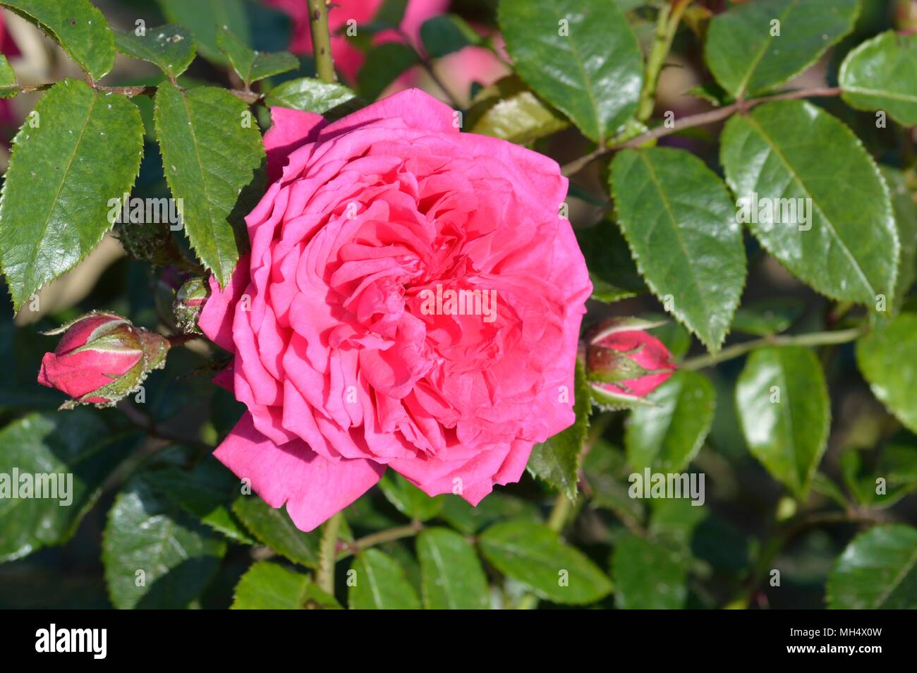 Laguna rosa hi-res stock photography and images - Alamy