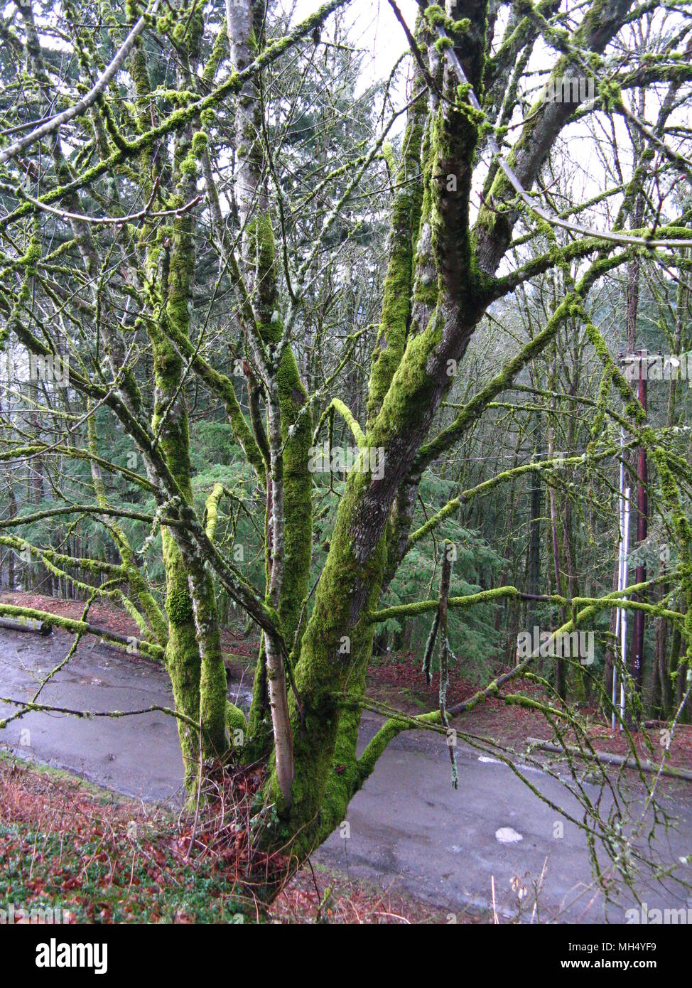 dogwood sapling in the rain Stock Photo - Alamy