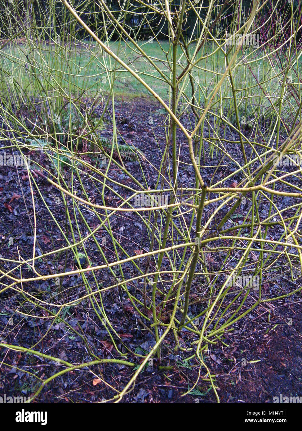 dogwood sapling in the rain Stock Photo - Alamy
