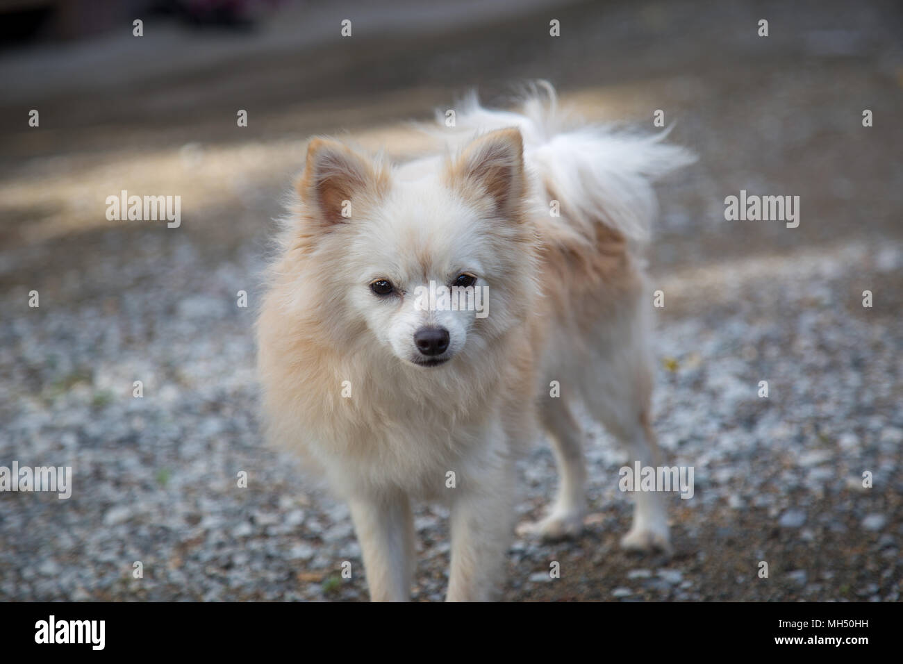 Dog look pet hi-res stock photography and images - Alamy