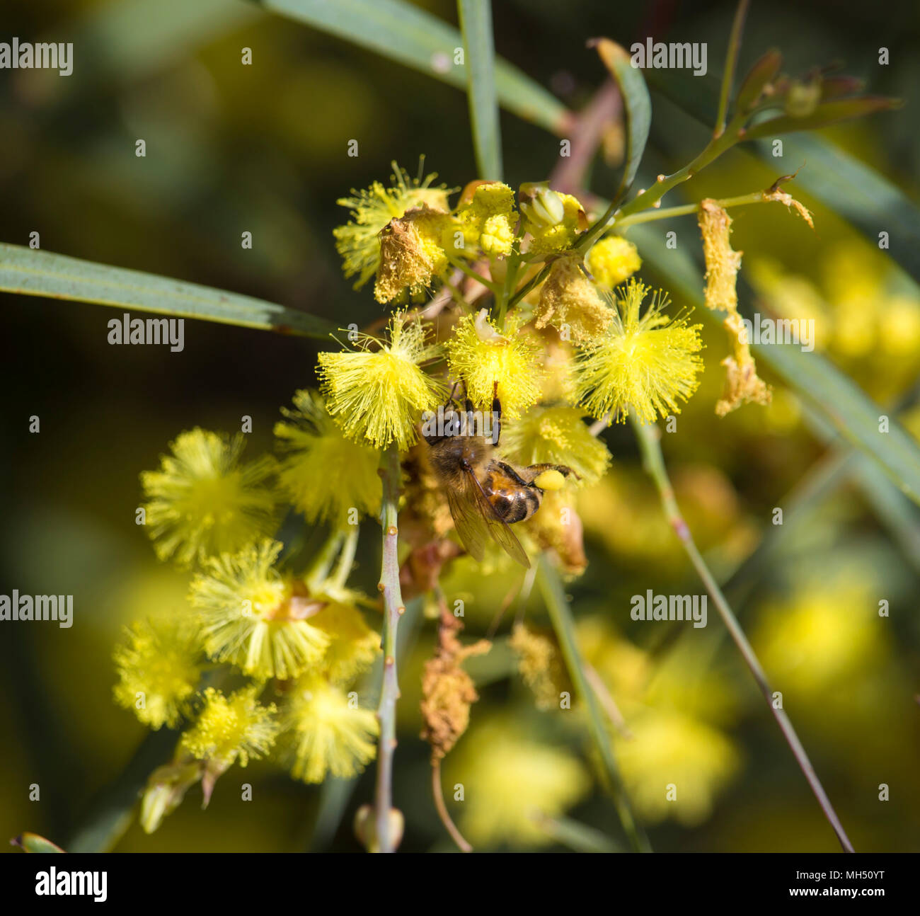 Bright yellow fragrant fluffy balls of a wattle species flowering in ...