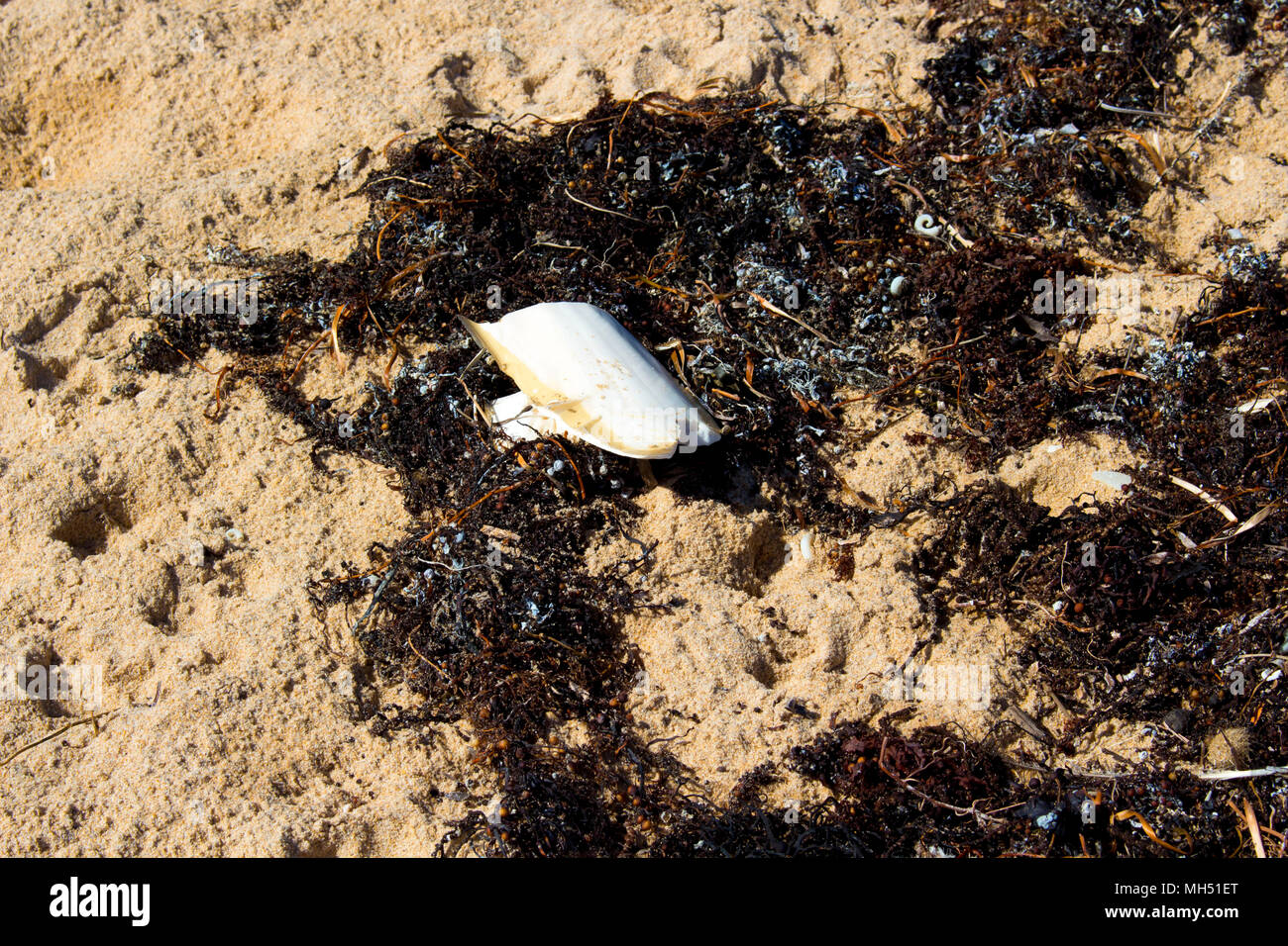 Unique internal shell hi-res stock photography and images - Alamy