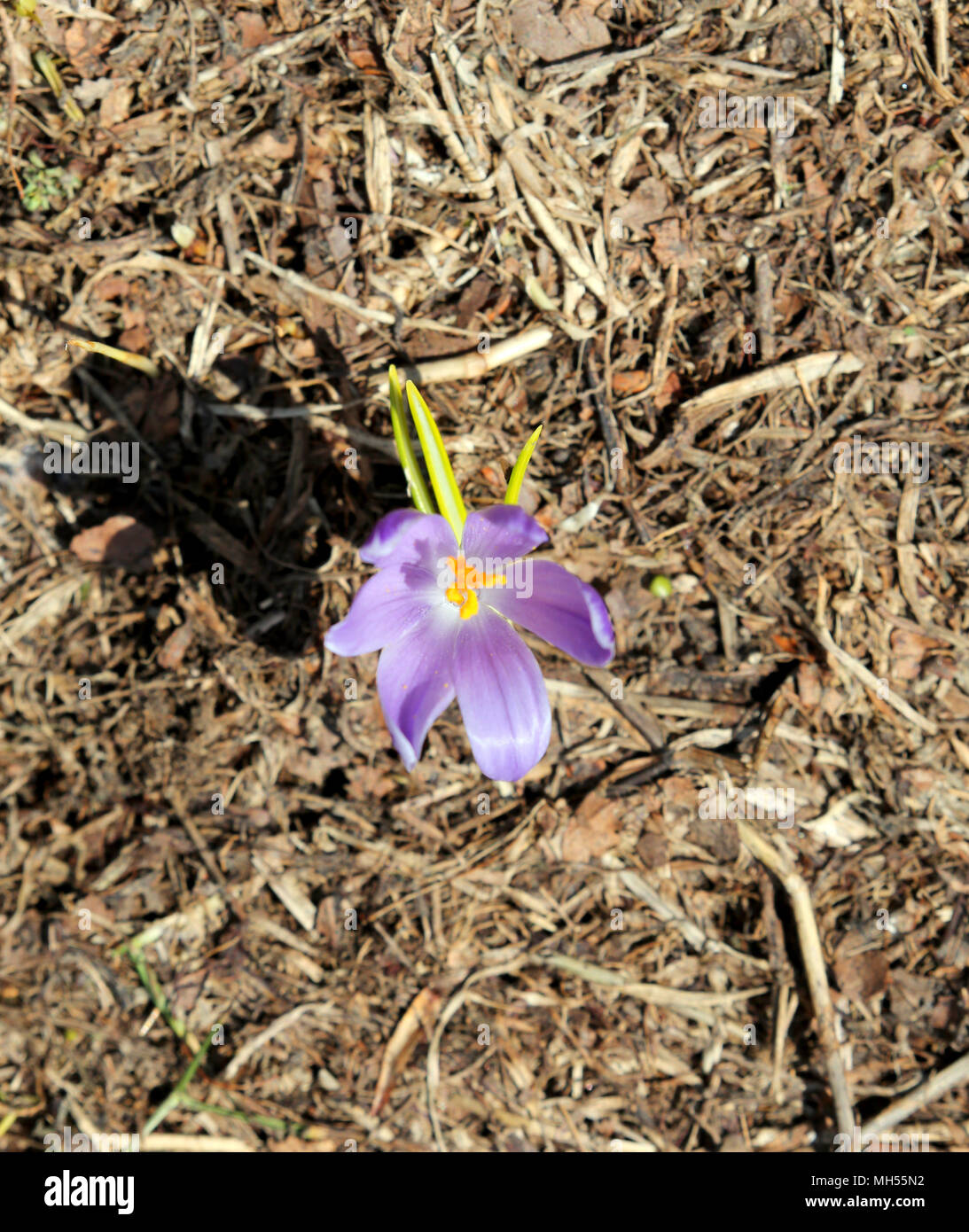 flower called crocus a species in Family Iridaceae in spring Stock ...