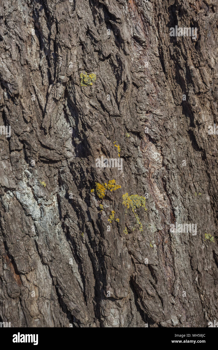 Wrinkled old willow tree bark, willow bark texture Stock Photo - Alamy