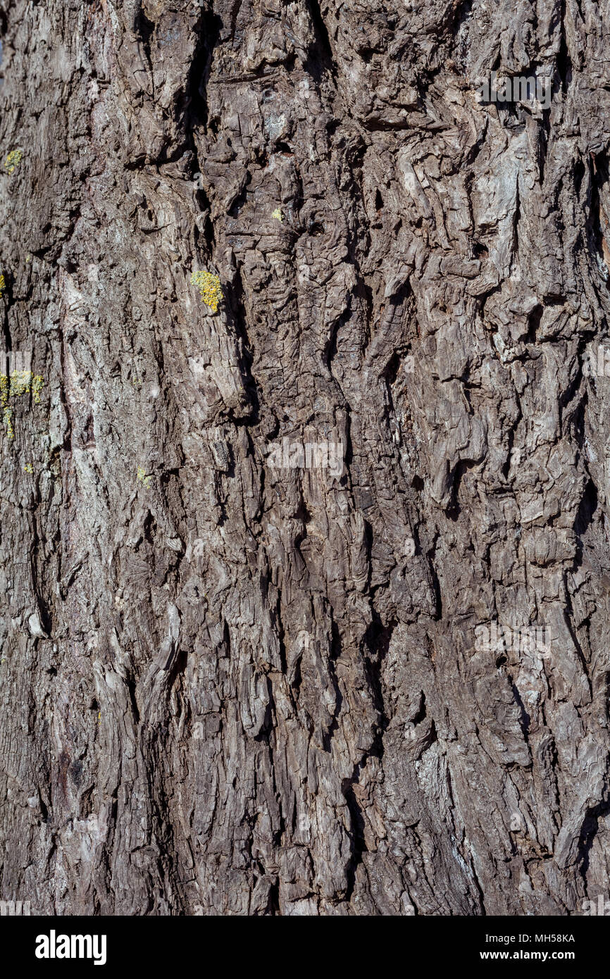 Wrinkled old willow tree bark, willow bark texture Stock Photo - Alamy