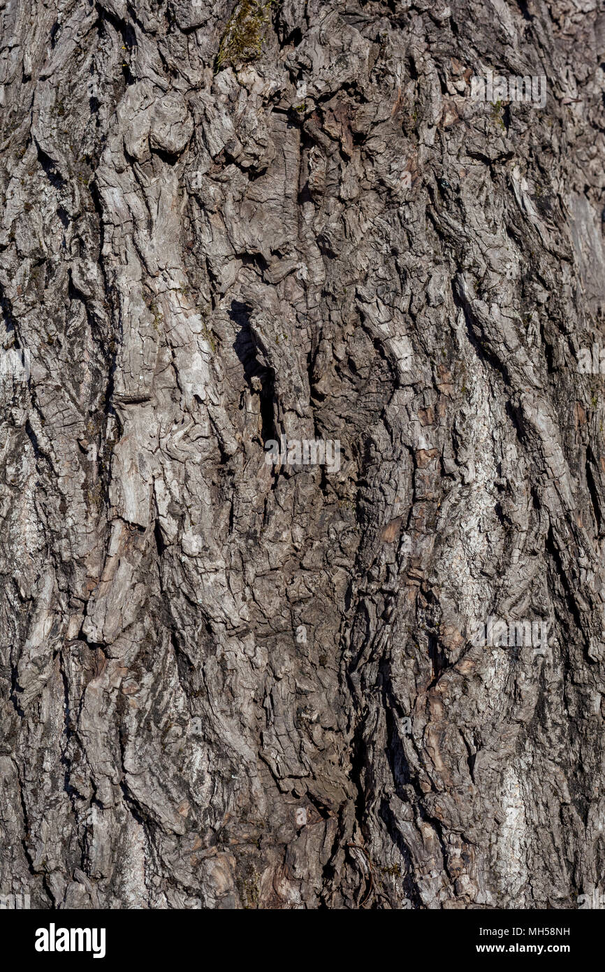 Wrinkled old willow tree bark, willow bark texture Stock Photo - Alamy