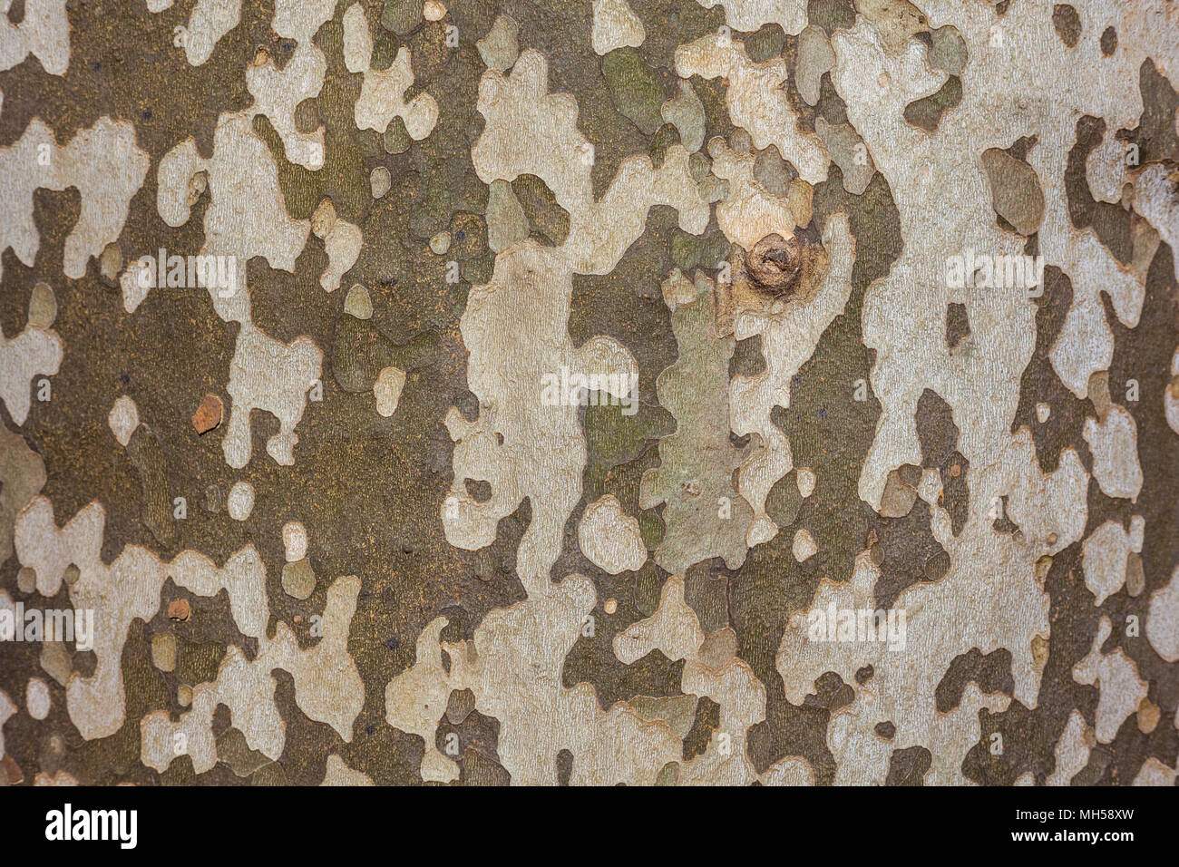 Background of plane tree bark , plane tree bark texture Stock Photo - Alamy