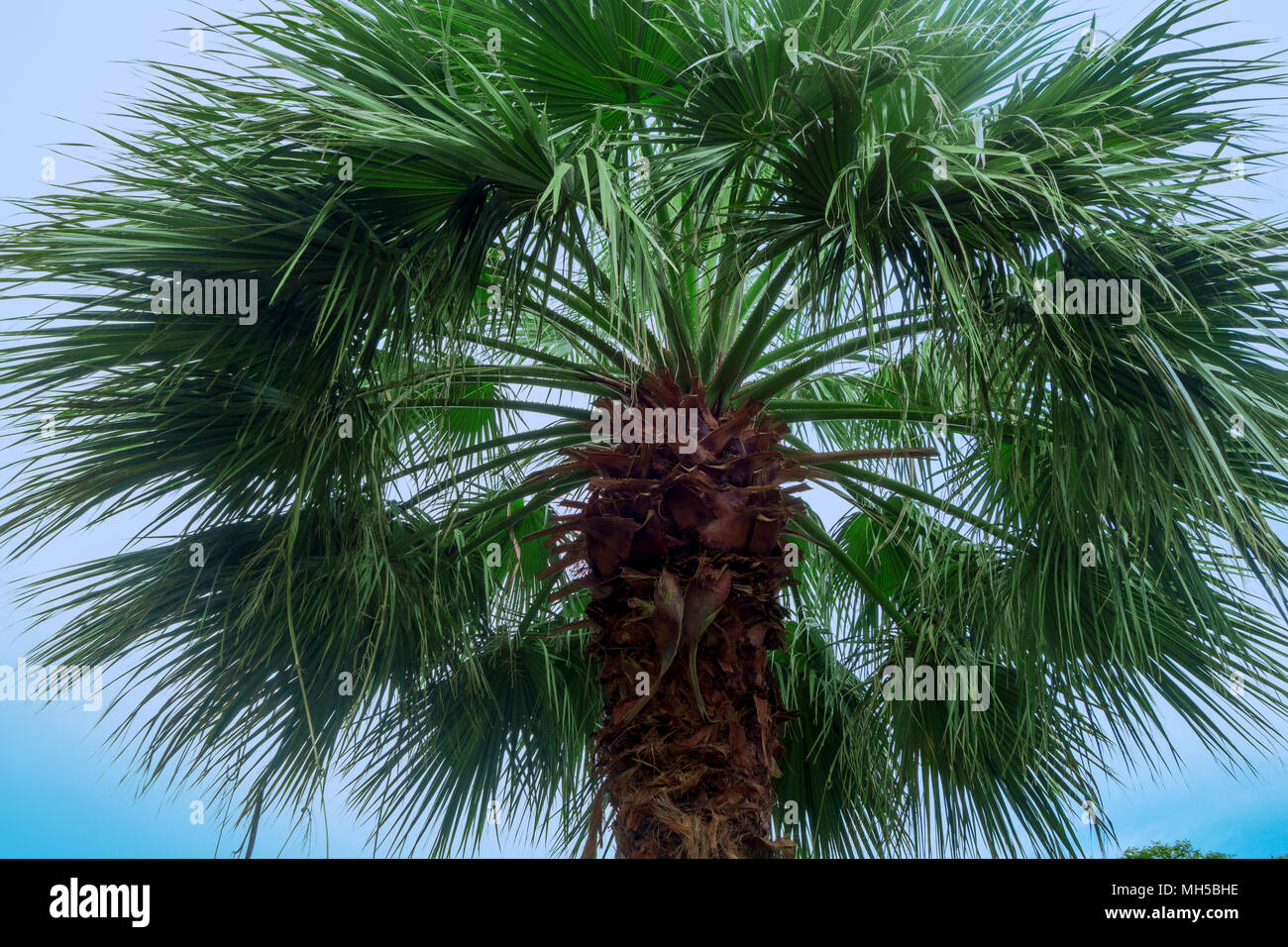 Coco palm tree top hi-res stock photography and images - Alamy