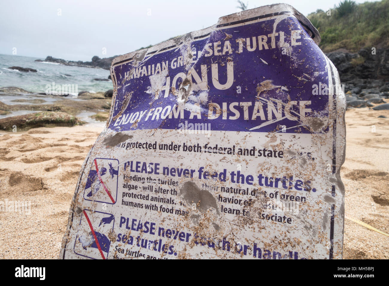 marine biology sea turtle safety and conservation sign on camp olowalu ...