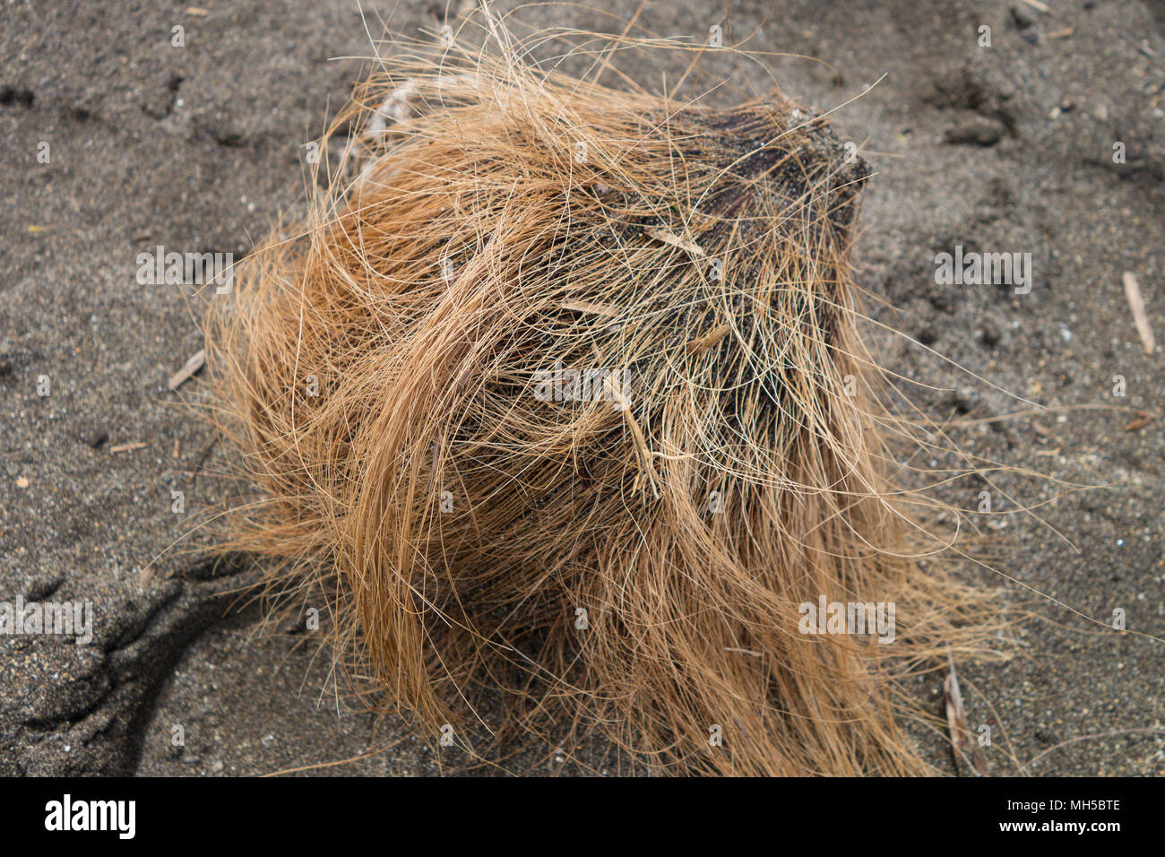 Dark sandy hi-res stock photography and images - Alamy