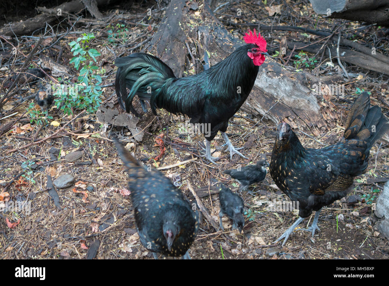 4 chickens and one rooster with red head colors Stock Photo - Alamy