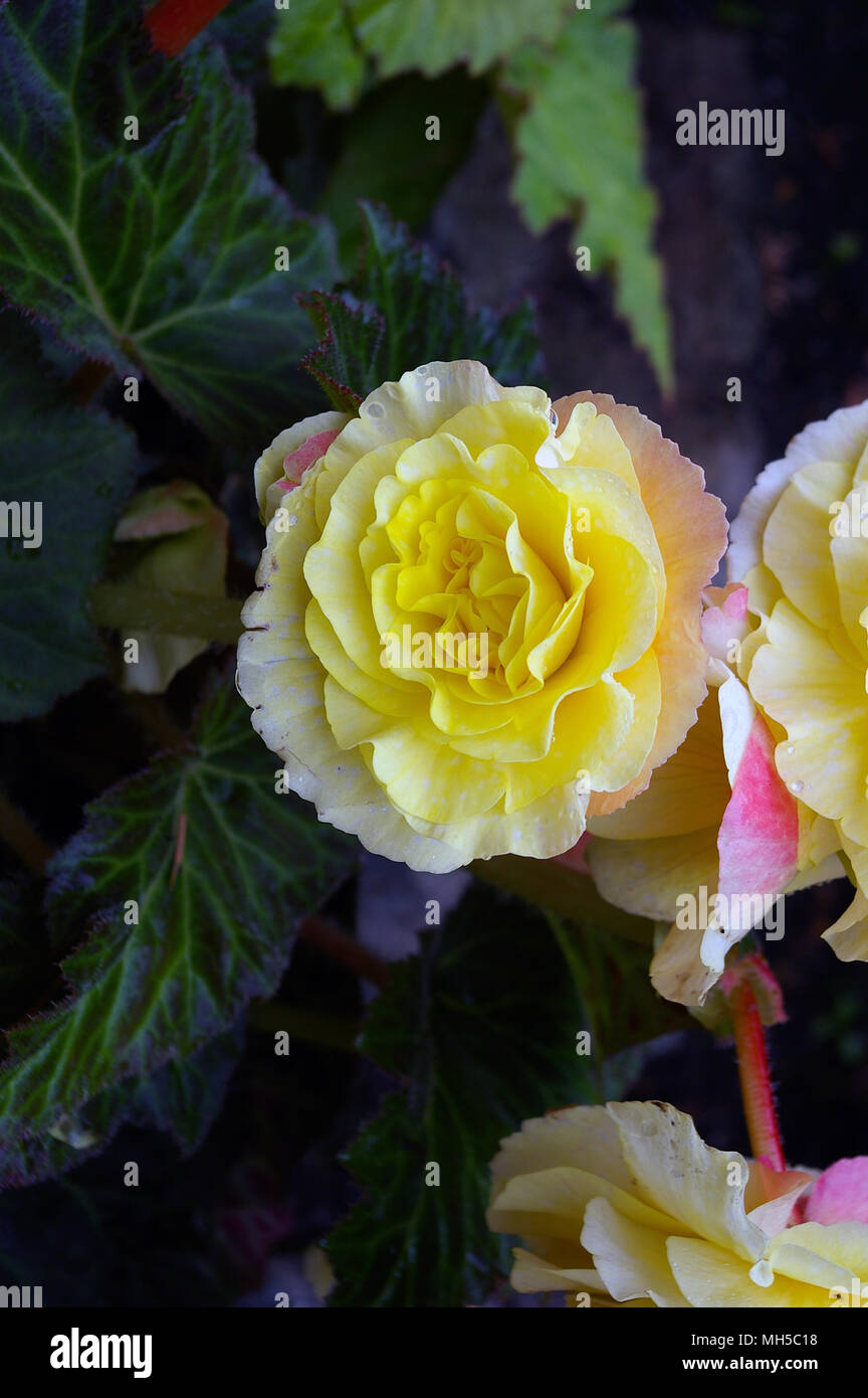 Single Yellow Marigold Flower Stock Photo - Alamy