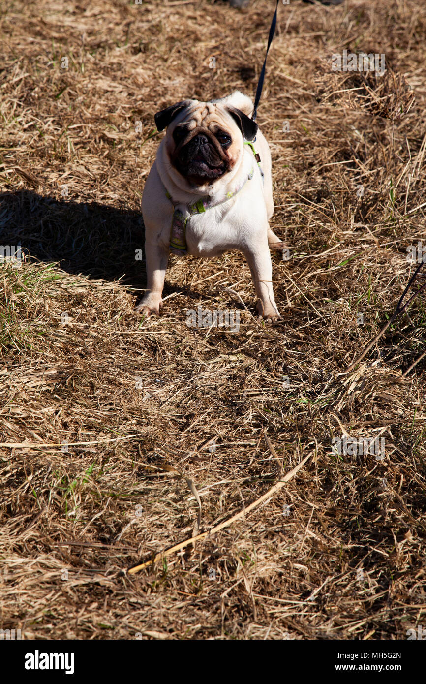 Pug for a walk on a spring day. Portrait of a dog outdoors Stock Photo ...