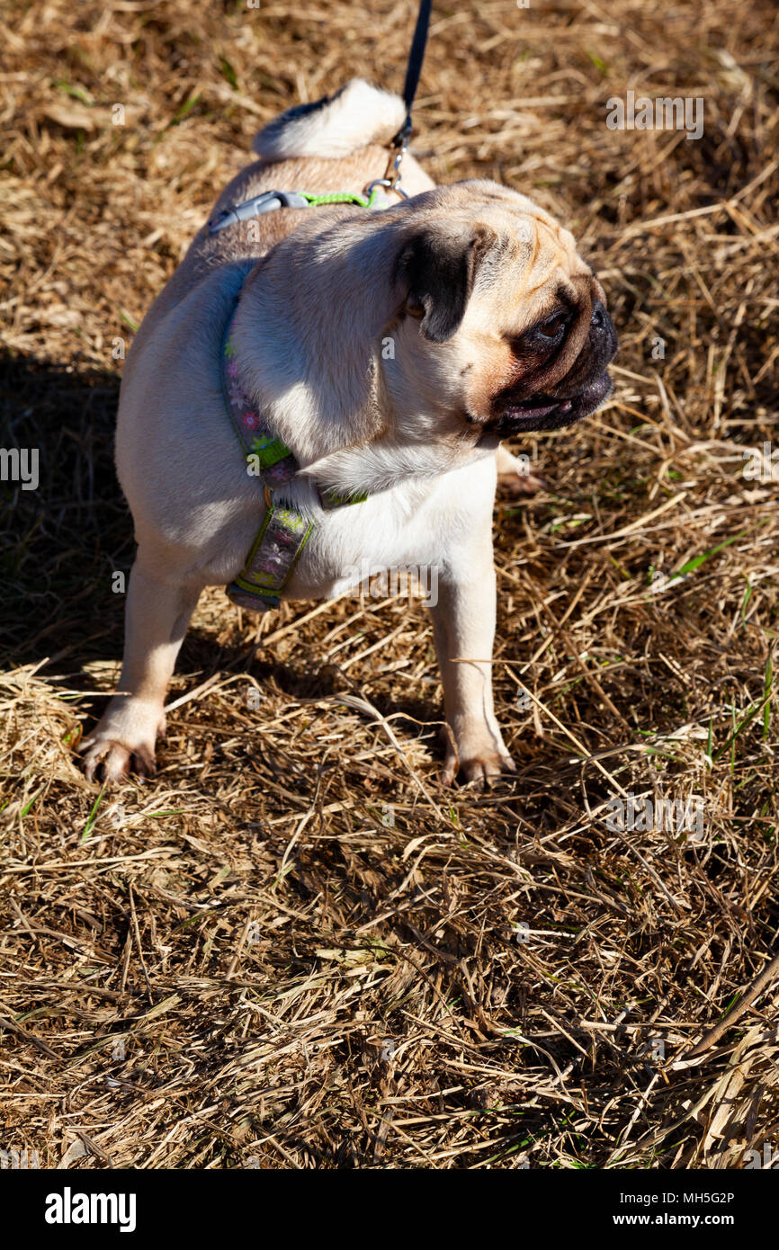 Pug for a walk on a spring day. Portrait of a dog outdoors Stock Photo ...
