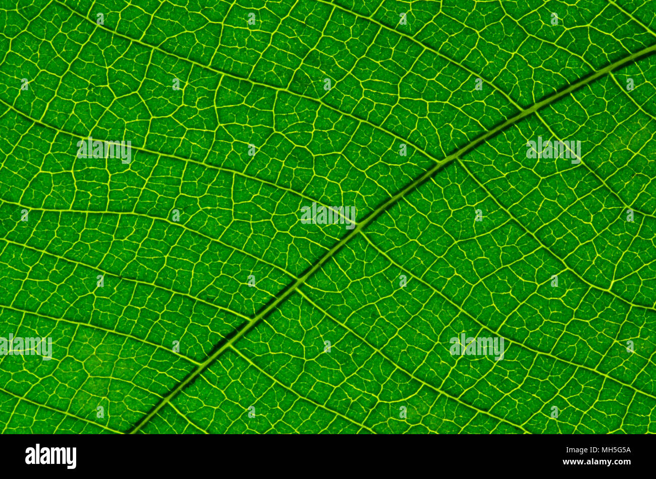 green leaf texture as background Stock Photo - Alamy
