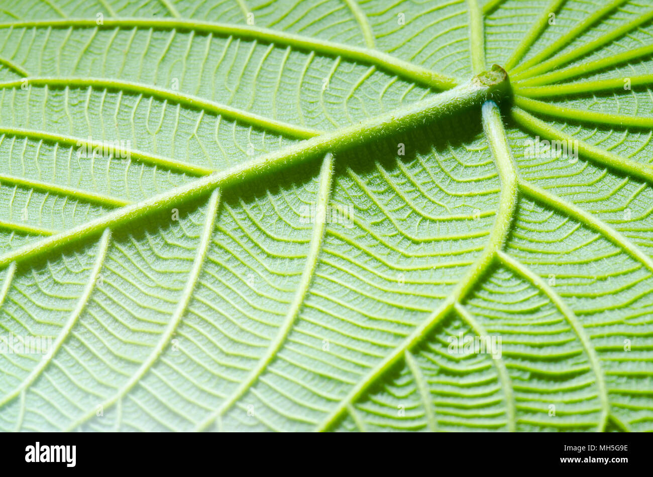 green leaf texture as background Stock Photo - Alamy