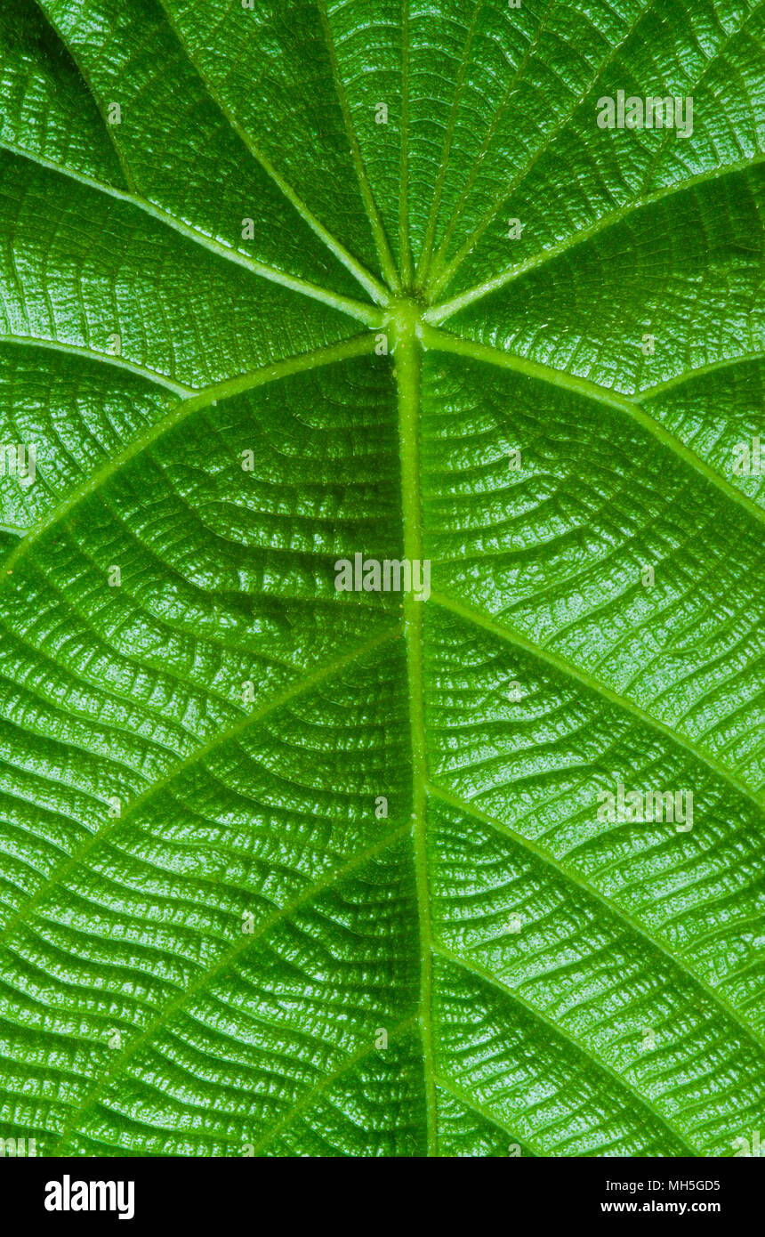 green leaf texture as background Stock Photo - Alamy