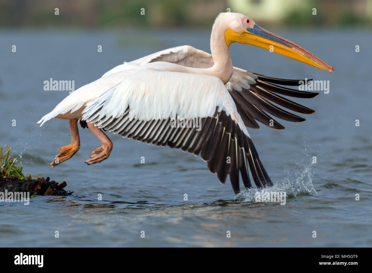 Great white pelican in lake, Kenya, Africa Stock Photo - Alamy