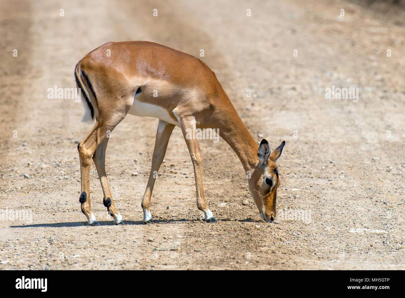 Impala on savanna in National park of Africa, Kenya Stock Photo - Alamy