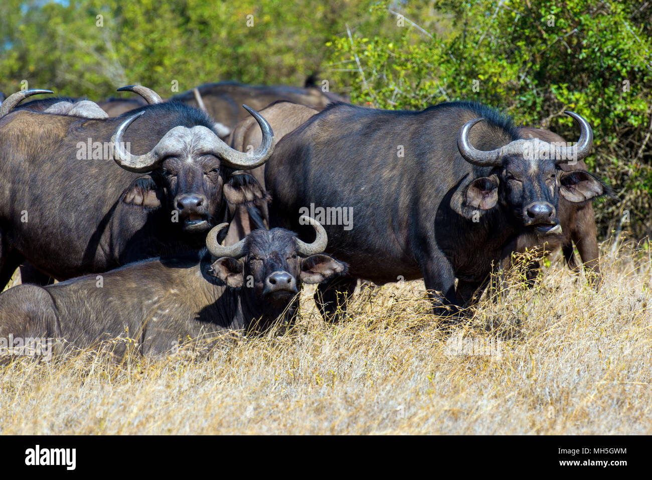 African bull bull bird hi-res stock photography and images - Alamy