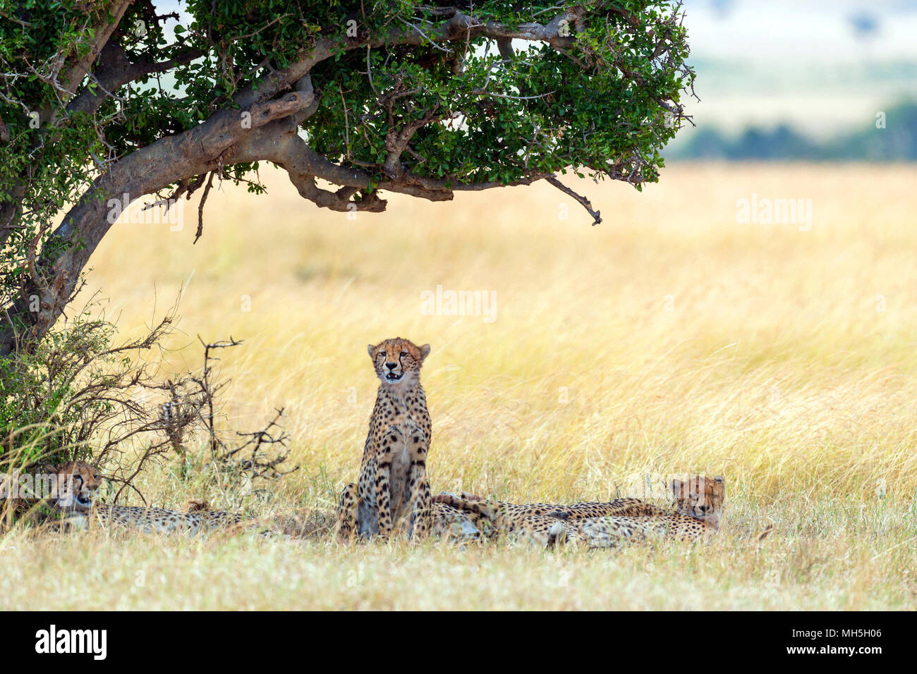 Wild african cheetah, beautiful mammal animal. Africa, Kenya Stock ...