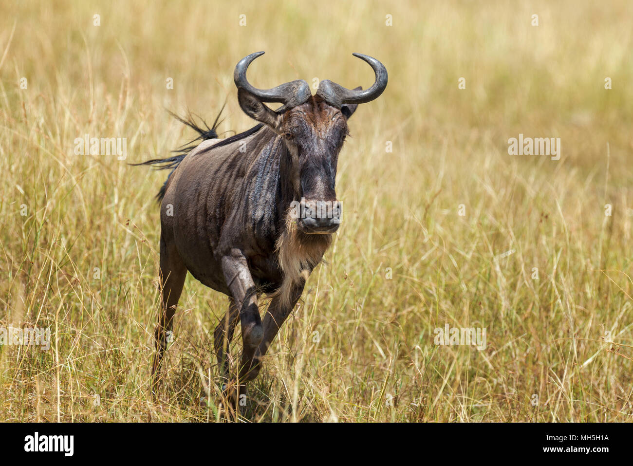 Wildebeest in savannah, National park of Kenya, Africa Stock Photo - Alamy