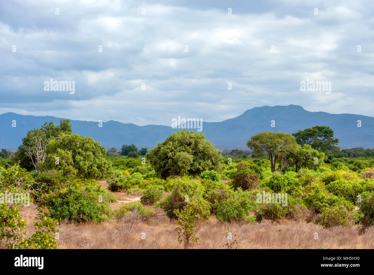 Savannah landscape in the National park of Kenya, Africa Stock Photo ...