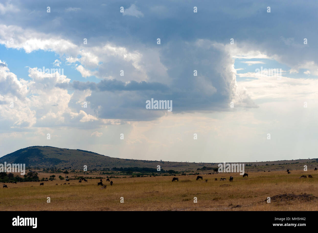 Savannah landscape in the National park of Kenya, Africa Stock Photo ...