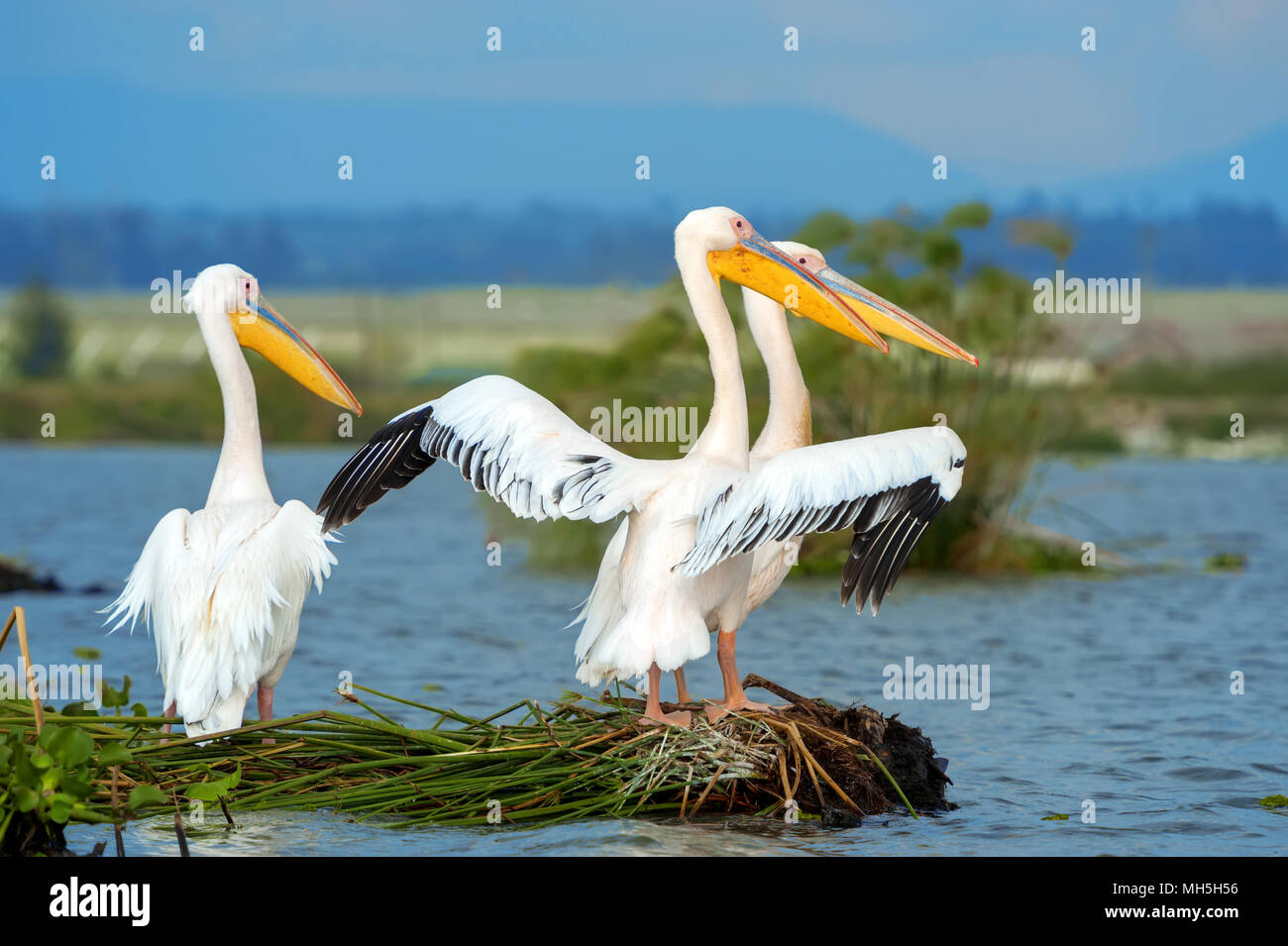 Great white pelican in lake, Kenya, Africa Stock Photo - Alamy